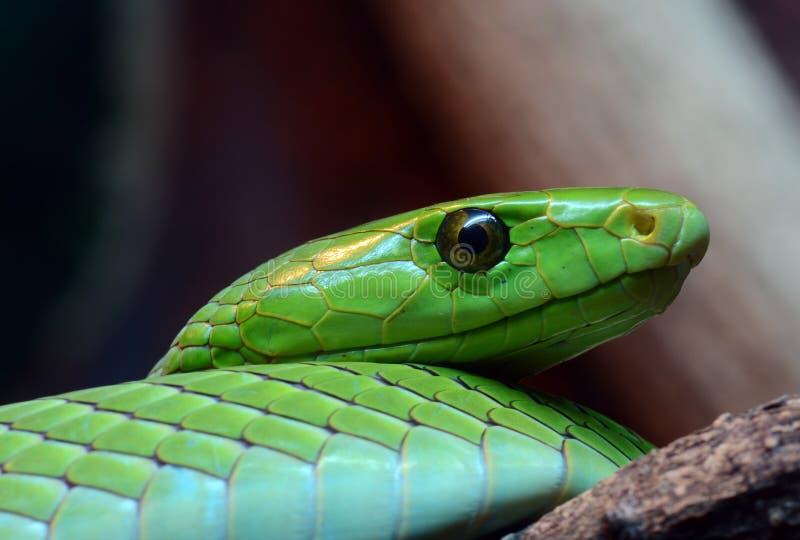 Groene Mamba – Close-up stock afbeelding. Image of vergift - 22986525