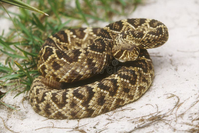 Oostelijke Diamantratelslang Stock Afbeelding - Image of adder ...