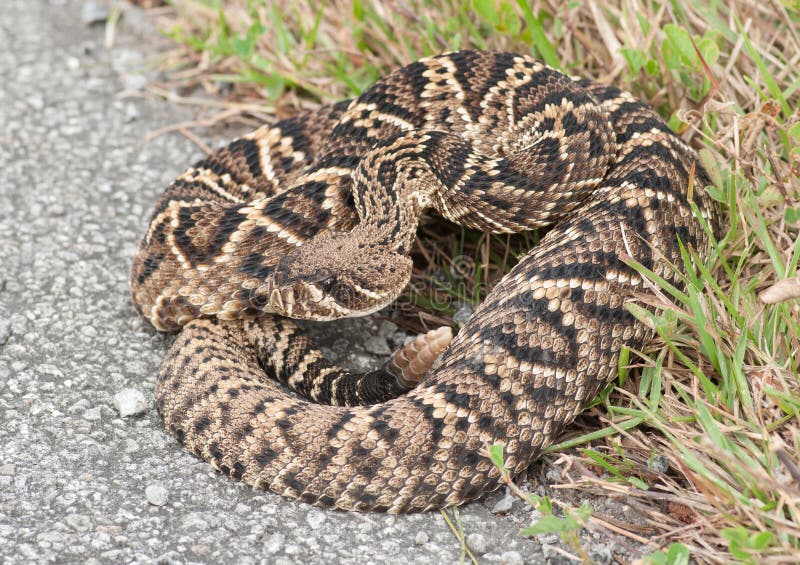 Oostelijke Diamondback-Ratelslang in Het Nationale Park Van Everglades ...