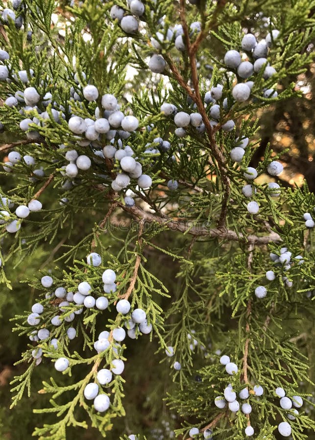 Ceder of De Macro Van Van Van De Jeneverbessentak, Naalden En Zaden ...