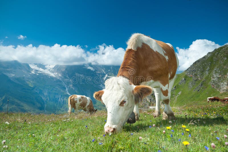 Oostenrijkse koe stock afbeelding. Image of landelijk - 16439325