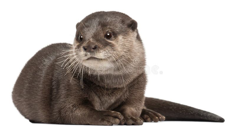Natte Aziatische Klein-gekrabde Otters Stock Foto - Image of ...