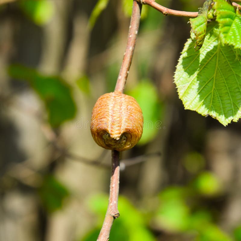 Ootheca Mantis on the Branches of a Tree. the Eggs of the Insect Stock ...