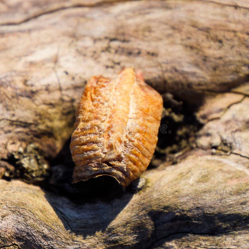 Ootheca Mantis on a Tree Stump. the Eggs of the Insect Laid in T Stock ...