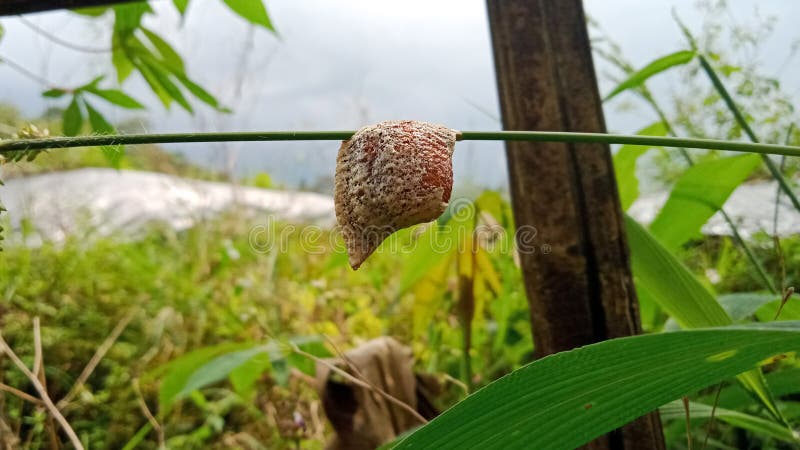 271 Praying Mantis Cocoon Stock Photos - Free & Royalty-Free Stock ...