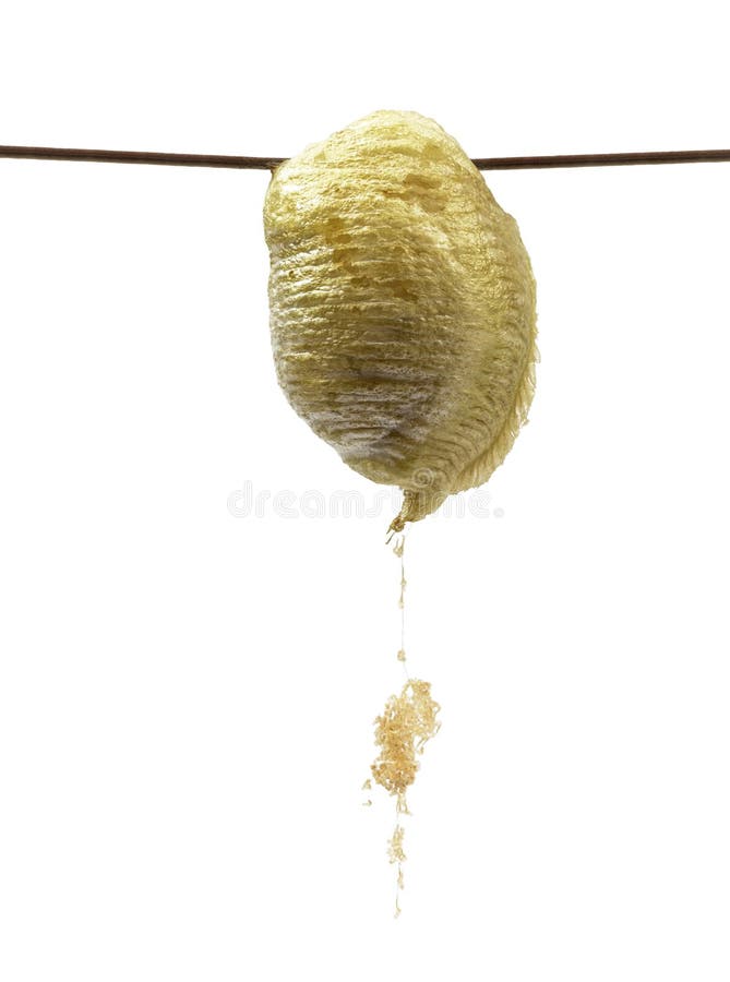 Ootheca Of Praying Mantis, Macromantis Ovalifolia Stock Photo - Image ...