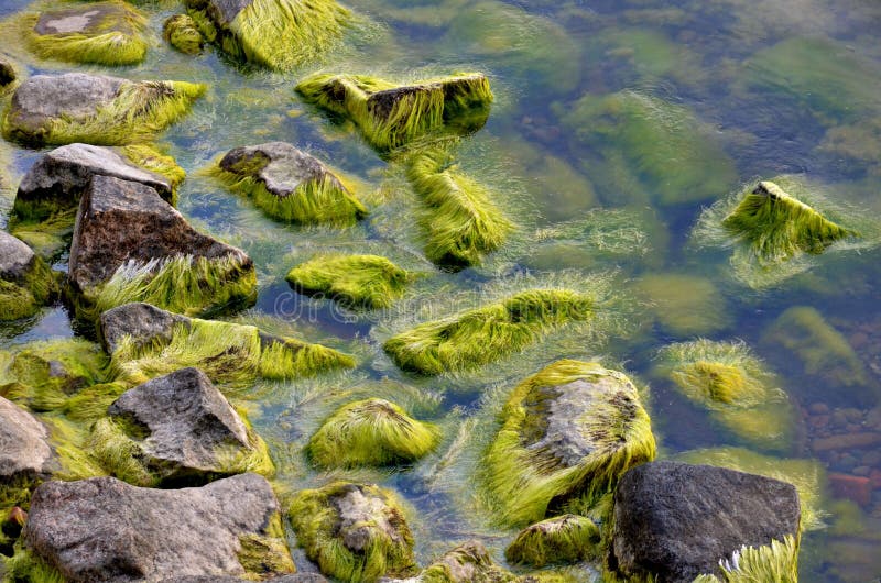 Moss on the shore stock image. Image of texturen, moss - 88449513