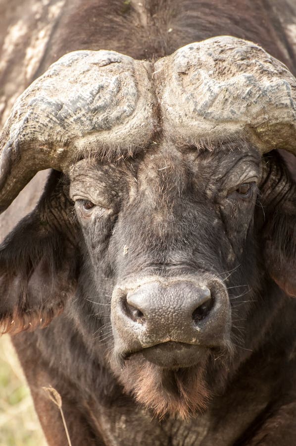 Op Dicht Portret Van Een Buffel Stock Foto - Image of leefgebied, nave ...