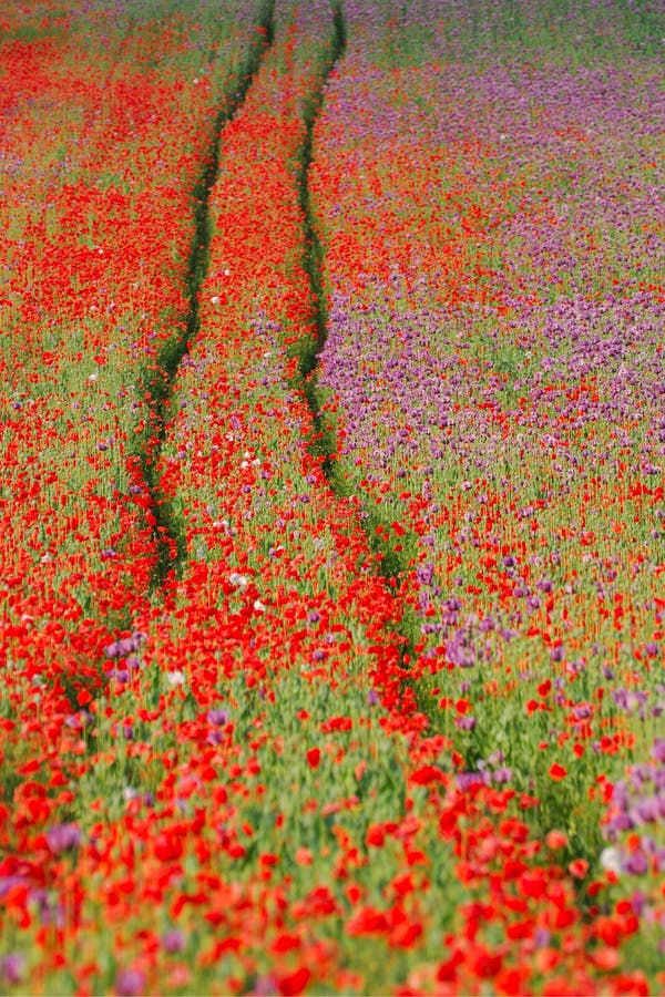 In de papavervelden stock foto. Image of viooltje, nave - 5450454
