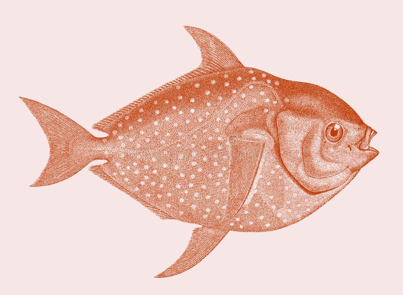 Opah lampris guttatus stock vector. Illustration of profile - 253513967