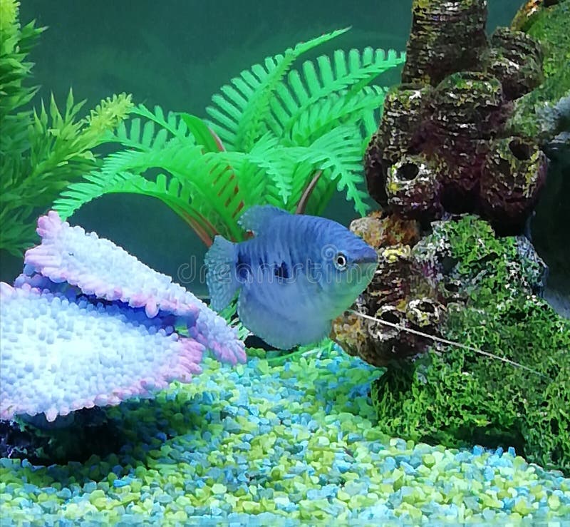 Opaline Gourami, Trichopodus Trichopterus, Freshwater Fish from Asia ...