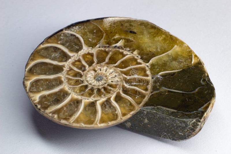 Opalized Ammolite Fossilized Snail Shell Stock Photos - Free & Royalty ...