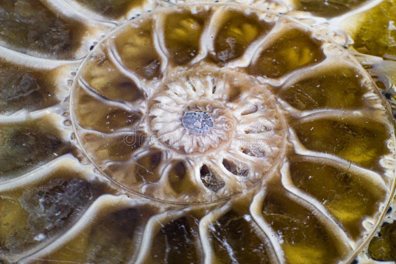 167 Ammolite Stock Photos - Free & Royalty-Free Stock Photos from ...