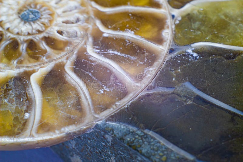 167 Ammolite Stock Photos - Free & Royalty-Free Stock Photos from ...