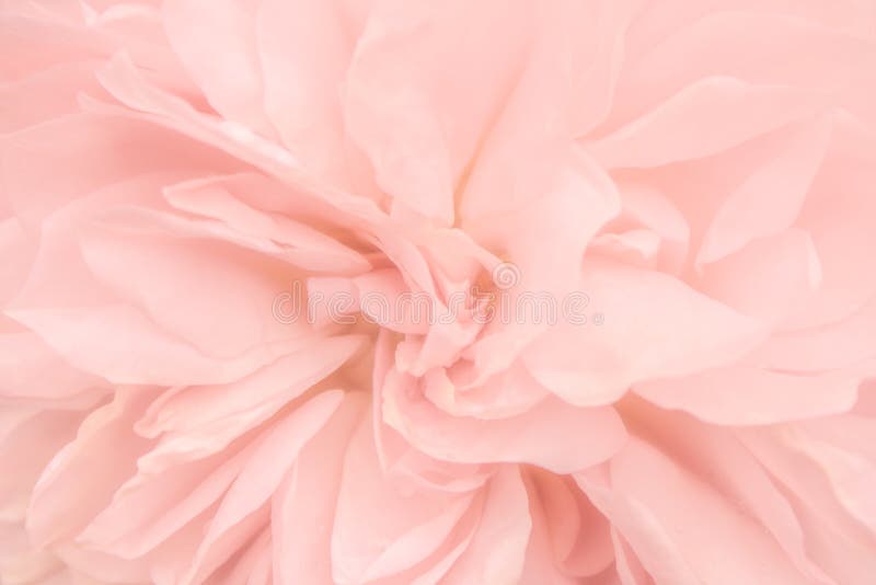 An Opaque Pattern of Pink Rose Petals Stock Photo - Image of plant ...