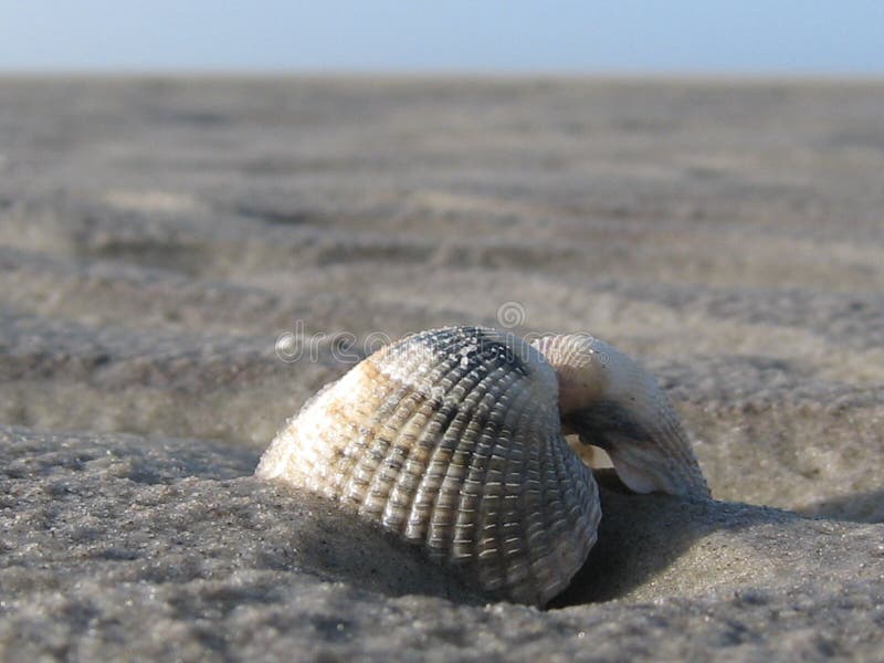 Ope shell on the beach stock image. Image of strandgezicht - 89997729