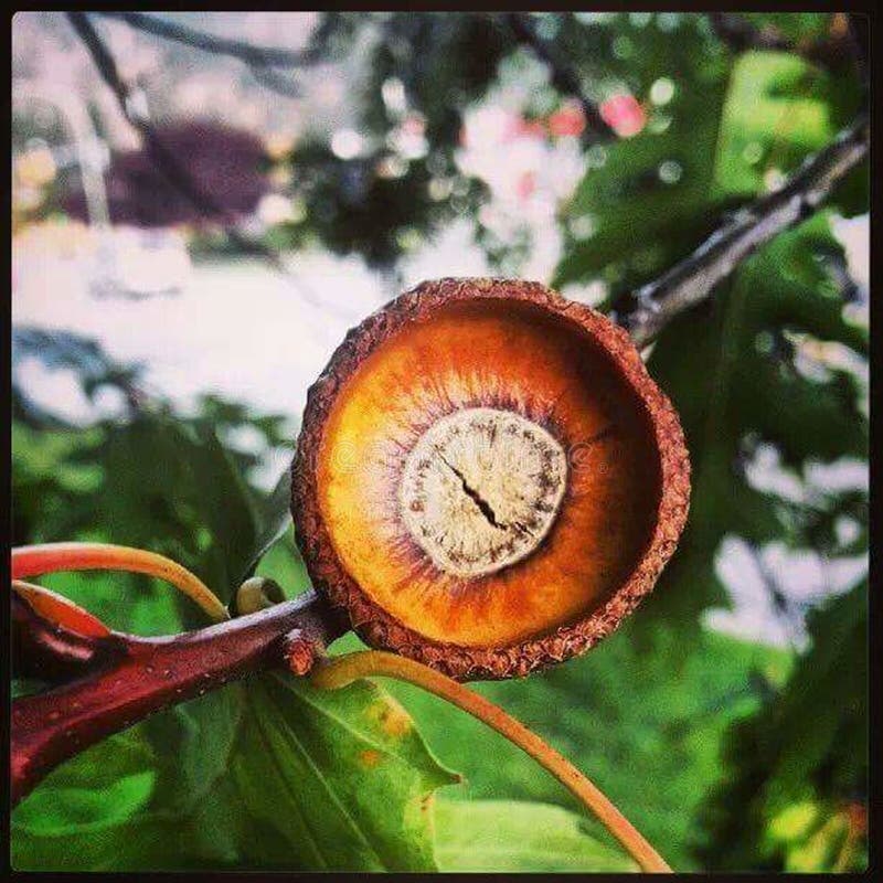 Open Acorn stock photo. Image of trail, acorn, walking - 112620932