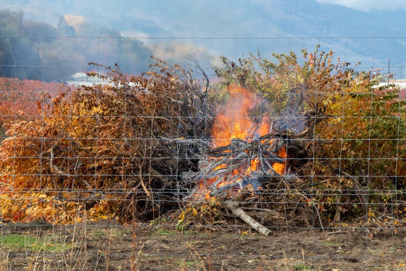 Open Air Burning in an Orchard Stock Image - Image of okanagan, crop ...
