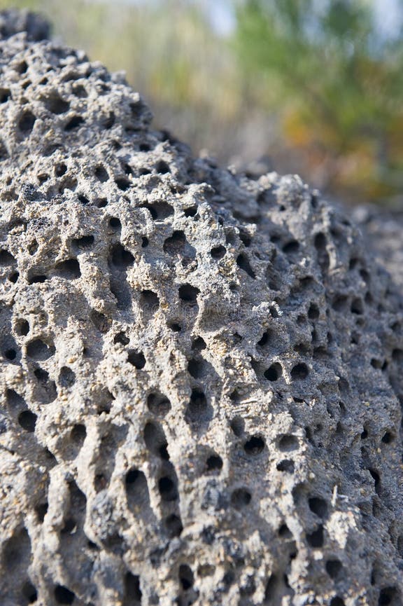 Open anthill stock image. Image of dirt, heap, stack, close - 7653183