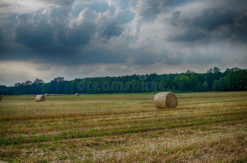 Open Area of the Field with Sowing Stock Photo - Image of countryside ...