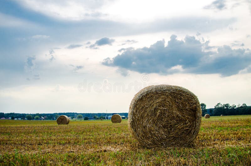 Open Area of the Field with Sowing Stock Image - Image of outdoor ...