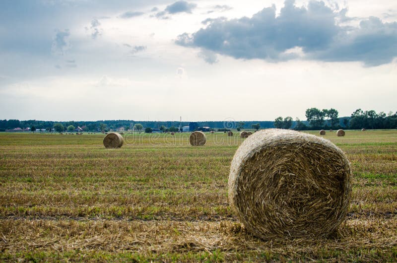 Open Area of the Field with Sowing Stock Image - Image of bread, ripe ...