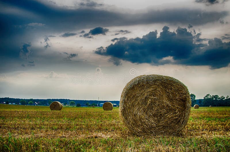 Open Area of the Field with Sowing Stock Photo - Image of bread, food ...