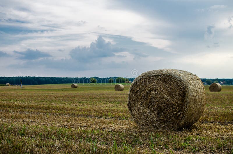 Open Area of the Field with Sowing Stock Image - Image of green, plant ...