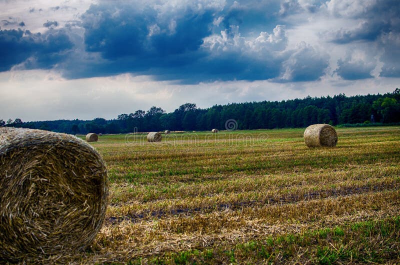 Open Area of the Field with Sowing Stock Image - Image of rural ...