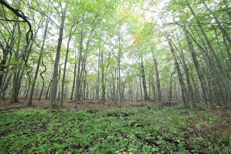 Forest Opening stock photo. Image of woodland, wide - 102069830