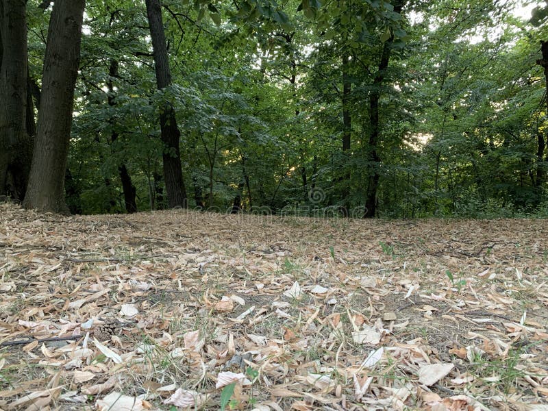 Open Area Leading To a Full Green Forest during Daylight Stock Photo ...