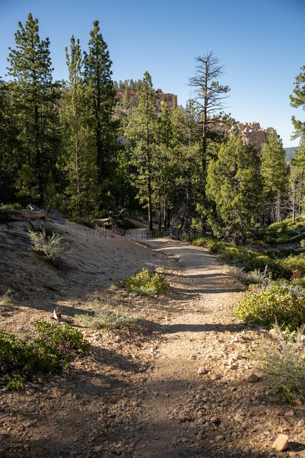 Open Area between the Thick Forest of Below the Rim Trail Stock Photo ...