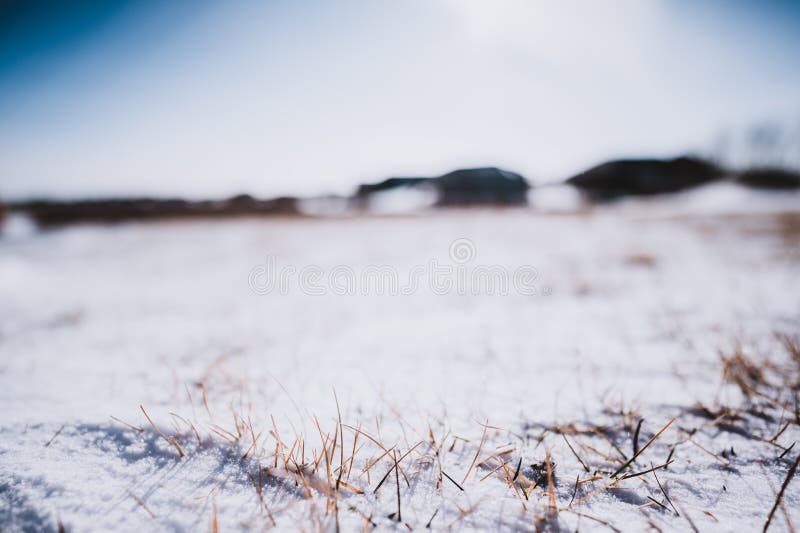 Windswept Backyard with Blades of Dead Lawn Grass Poking through Snow ...