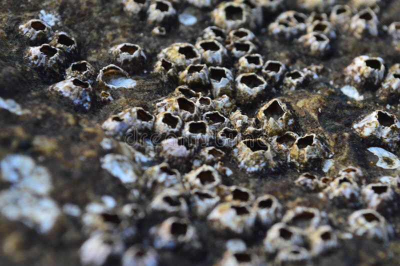 Barnacles on rock stock image. Image of wild, ecology - 25402543