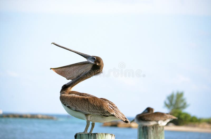 Open Beak Pelican stock photo. Image of ocean, bird, gull - 27649054