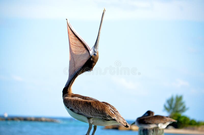 Open Beak Pelican stock image. Image of wing, gull, mouth - 27649055