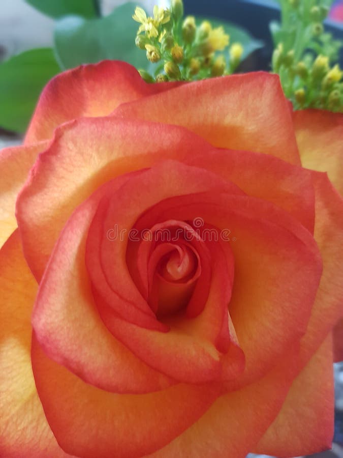 Open beauty/ Rose stock photo. Image of flower, orange - 197907142
