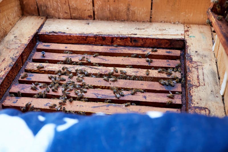Open Bee Hive. Plank with Honeycomb in the Hive Stock Image - Image of ...