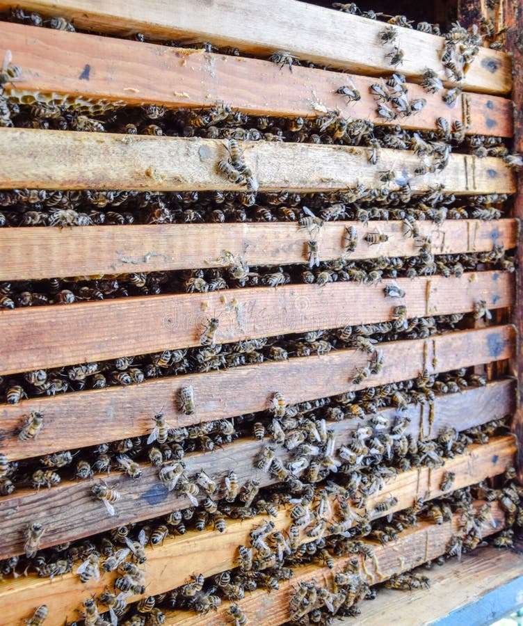 Open Bee . Plank with Honeycomb in the Hive. the Bees Crawl Along the ...