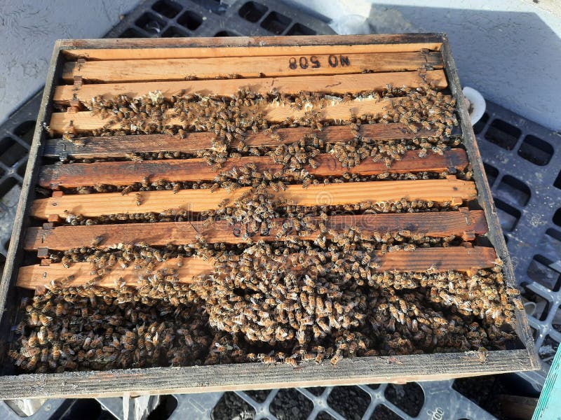 An open beehive stock image. Image of iron, soil, animal - 242360163