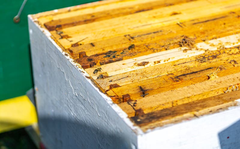 Open Beehive Box with Frames at Beekeeping Colony Stock Photo - Image ...