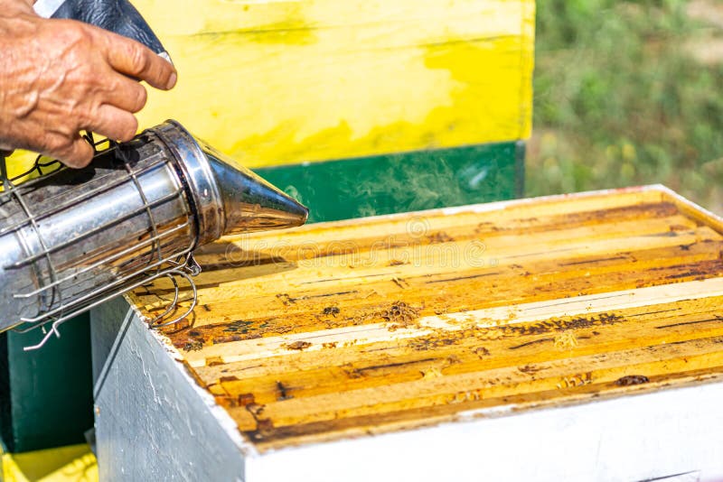 Open Beehive with Frames at Beekeeping Colony, Smoker is Used by the ...