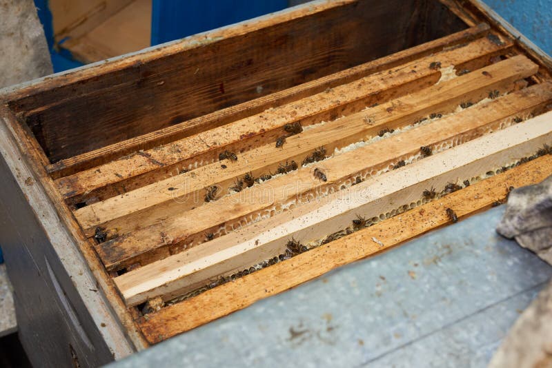 Open beehive stock image. Image of biology, medicine - 56519421