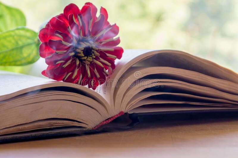 607 Open Bible Flowers Stock Photos - Free & Royalty-Free Stock Photos ...