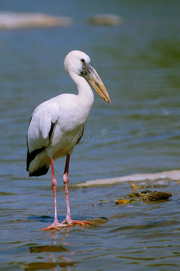 Open Bill Stork at Rest in the Bhigwan Bird Sanctuary Stock Image ...