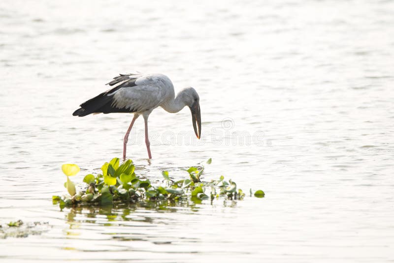 Open bill stork stock photo. Image of migratory, beak - 268343962