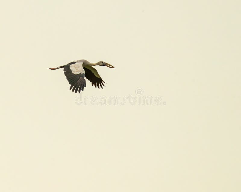 A Open bill stork stock photo. Image of asian, habitat - 333468656