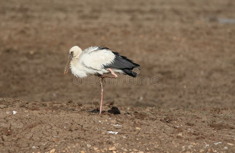 Open bill stork stock image. Image of stork, beautiful - 91609925