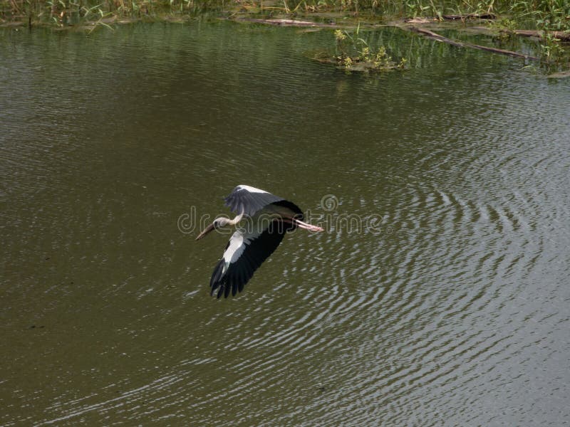 Open bill stork in flight stock image. Image of ducks - 257842649