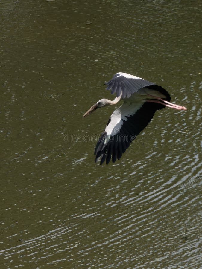 Open bill stork in flight stock image. Image of wildlife - 257842729